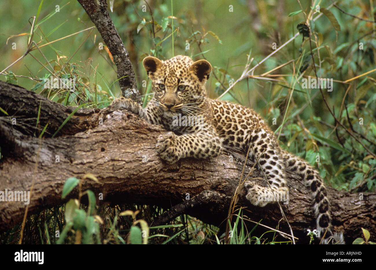 Leopard lying on tree trunk hi-res stock photography and images - Alamy