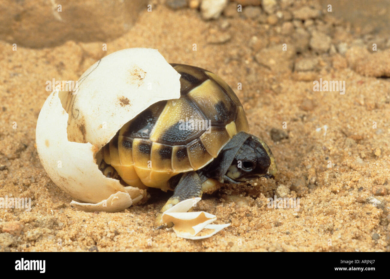 Herman's tortoise - hatching out of egg / Testudo hermanni Stock Photo ...