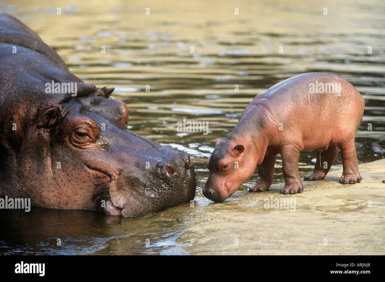 Hippopotamus cub hippopotamus amphibius hi-res stock photography and ...