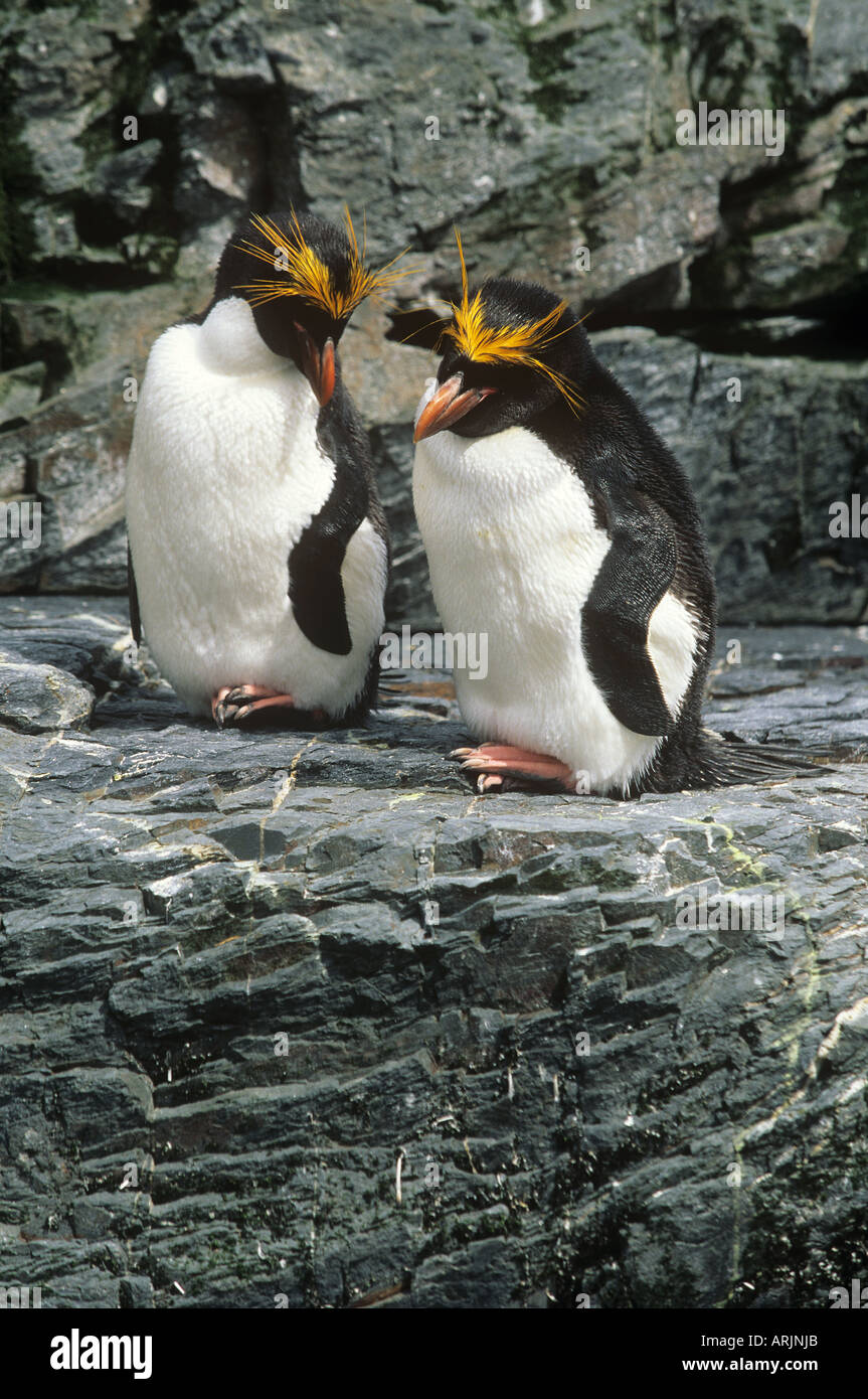 Two macaroni penguins hi-res stock photography and images - Alamy