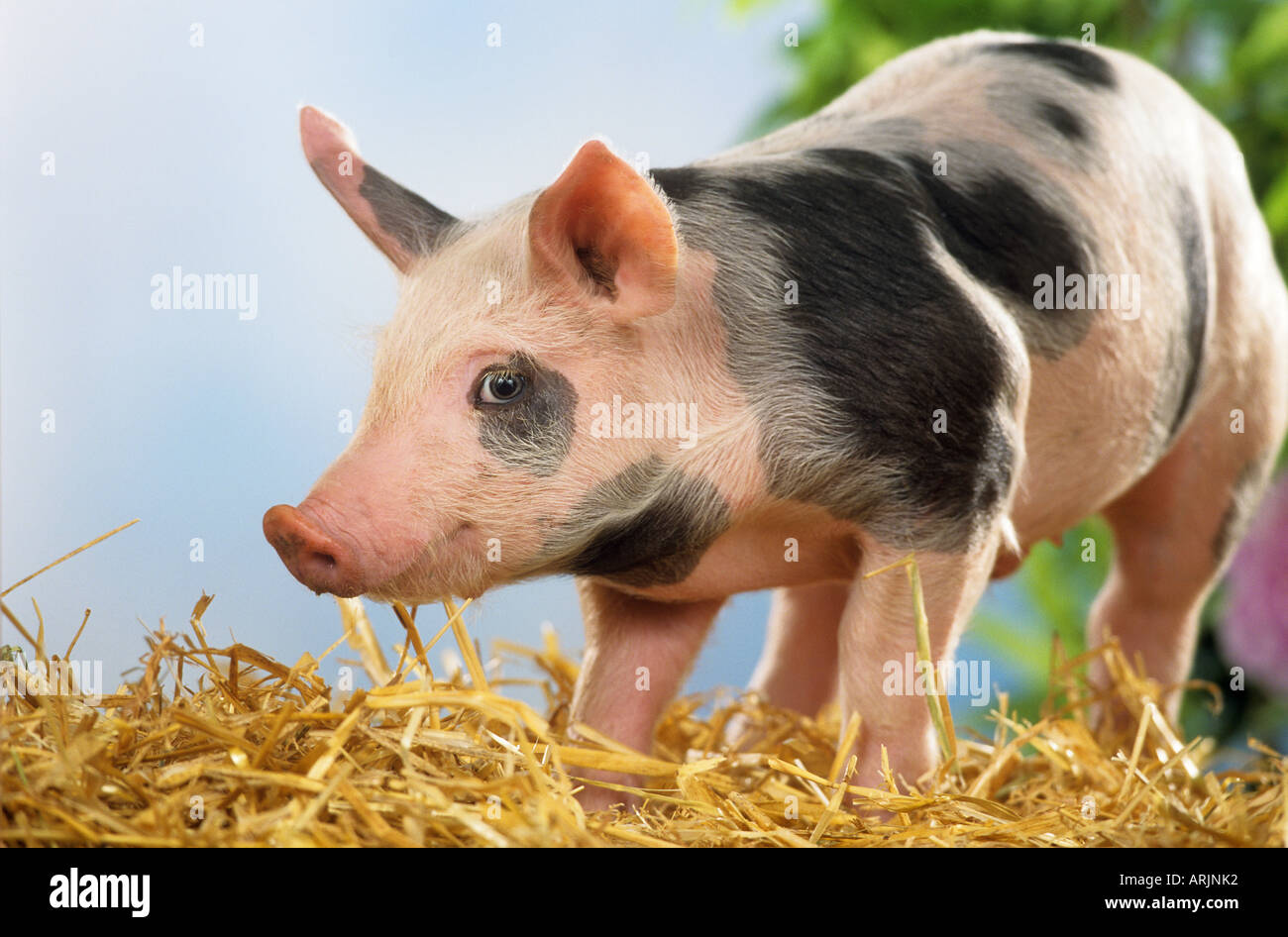 Pigs pups hi-res stock photography and images - Alamy