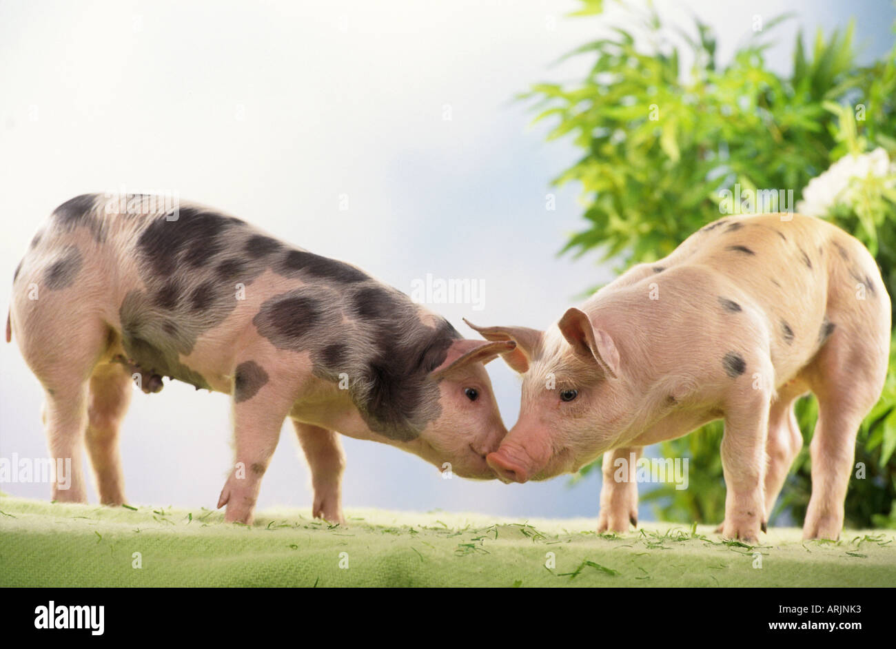 Two pigs hi-res stock photography and images - Alamy