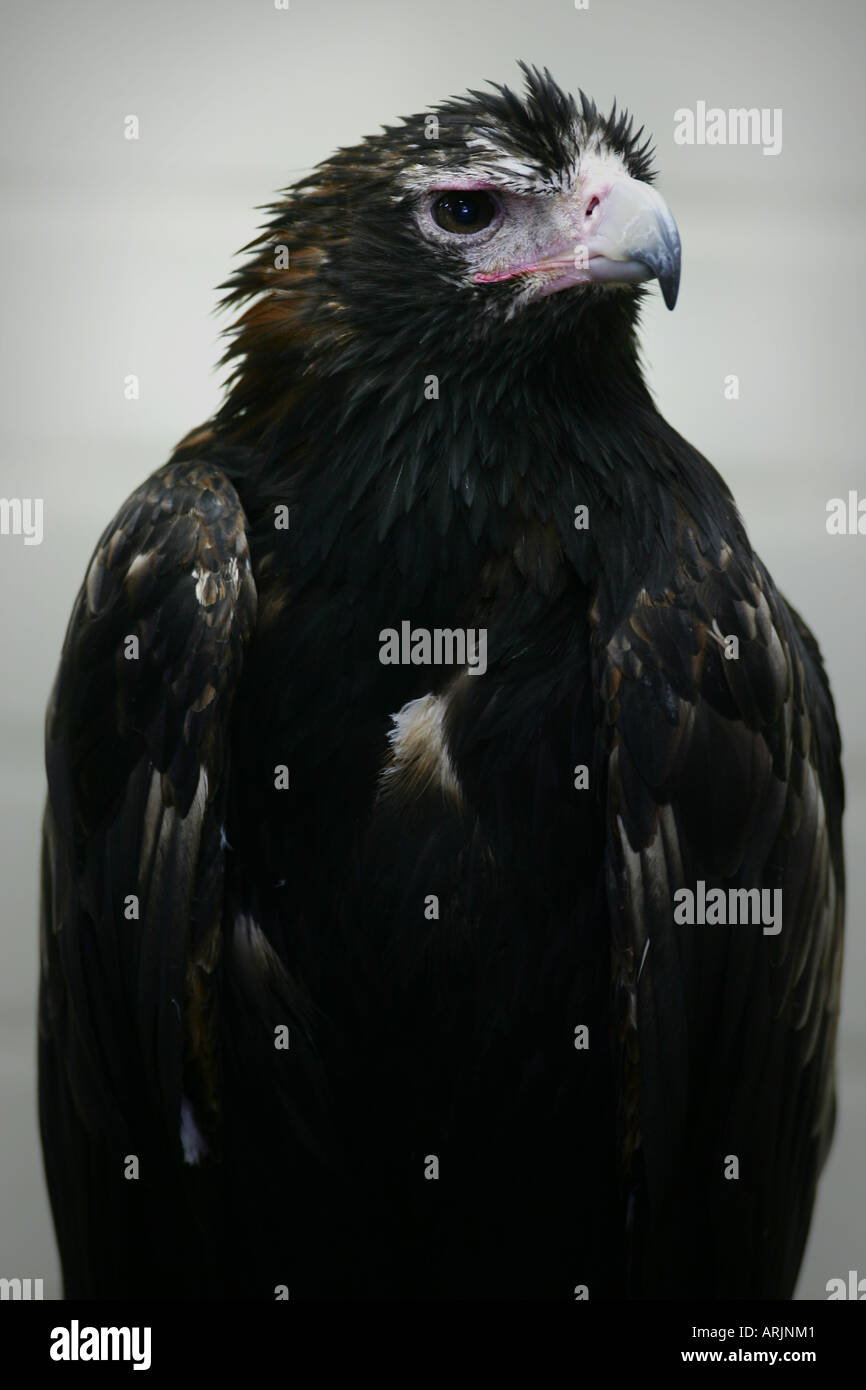 Wedge Tailed Eagle Stock Photo - Alamy