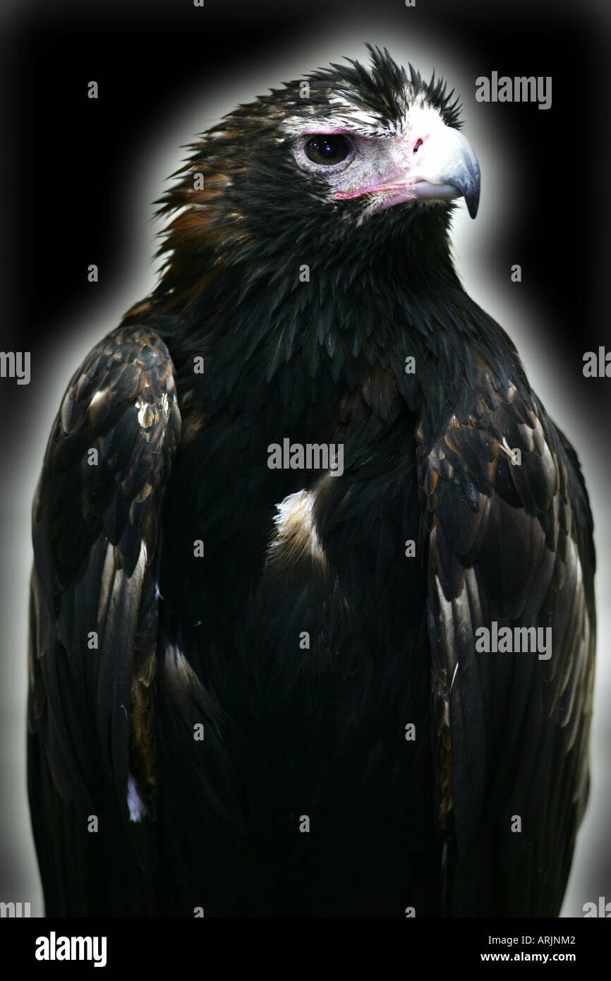 Wedge Tailed Eagle Stock Photo - Alamy