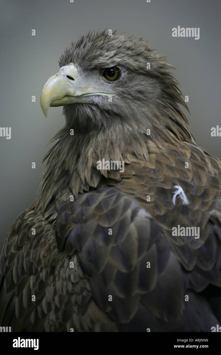 White Tailed Eagle Stock Photo - Alamy