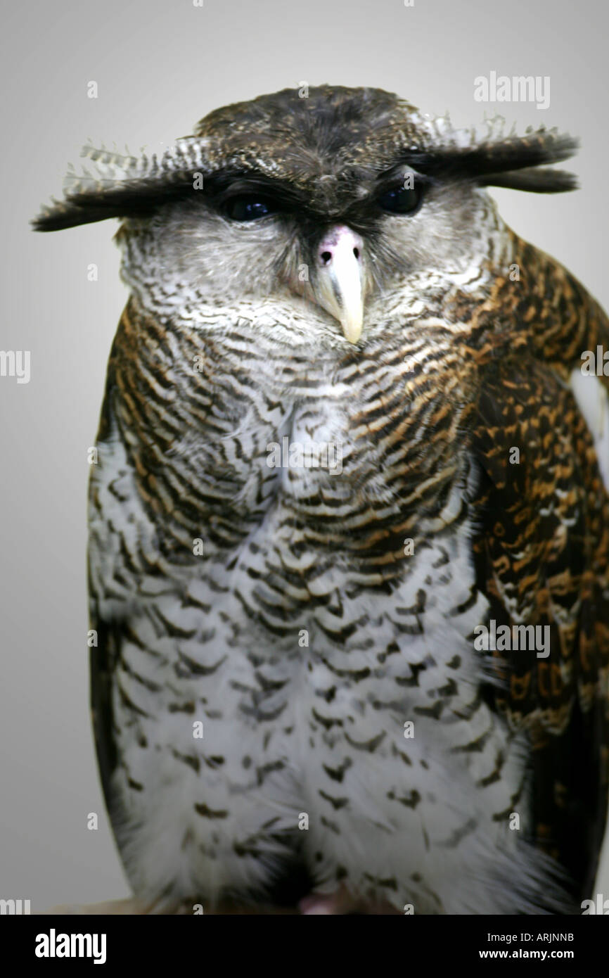 Malay Eagle owl Stock Photo - Alamy