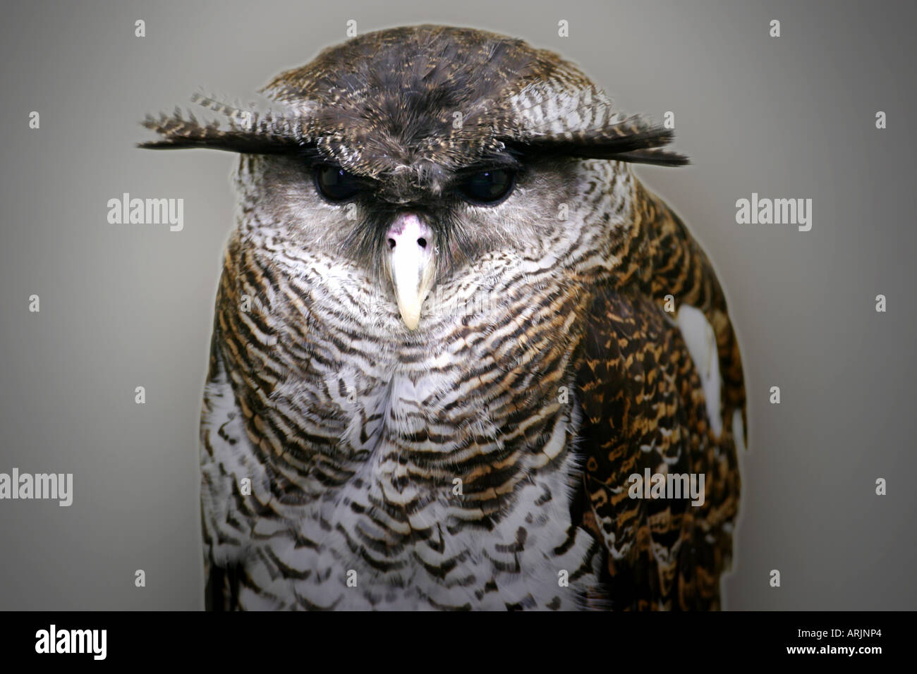 Malay Eagle owl Stock Photo - Alamy