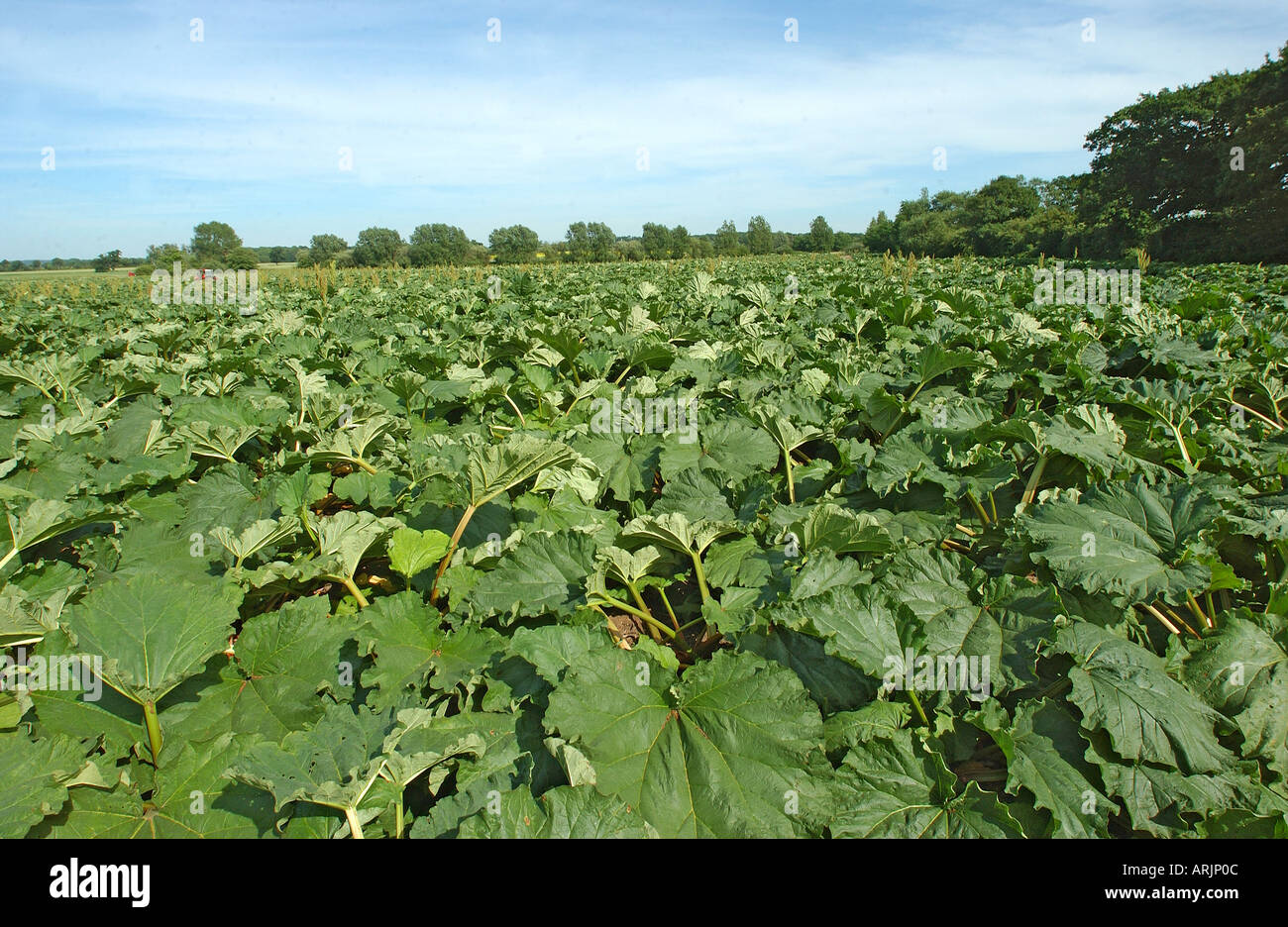 Rhubarb field hi-res stock photography and images - Alamy