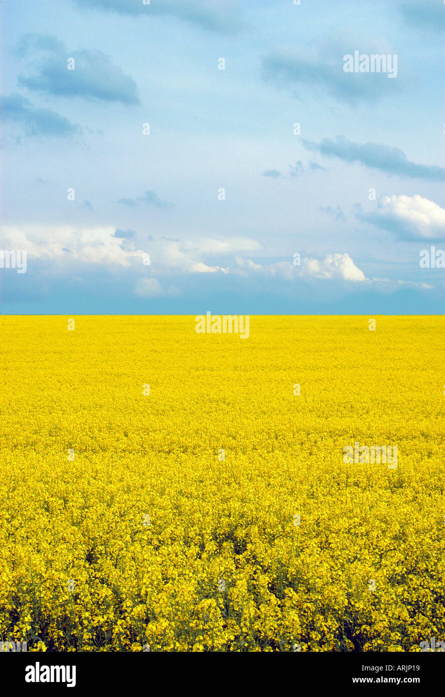 Field of Yellow Stock Photo - Alamy