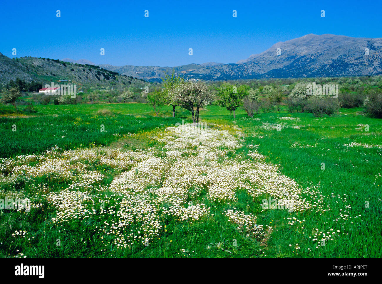Trees in bloom and spring flowers near Messa Lassithi, Lassithi Plateau ...