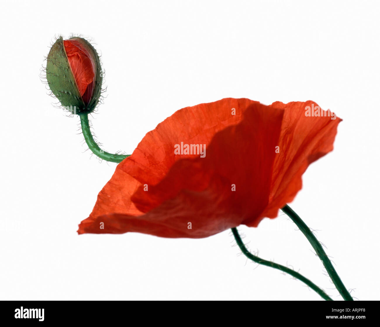Opium poppy poppies Cut Out Stock Images & Pictures - Alamy