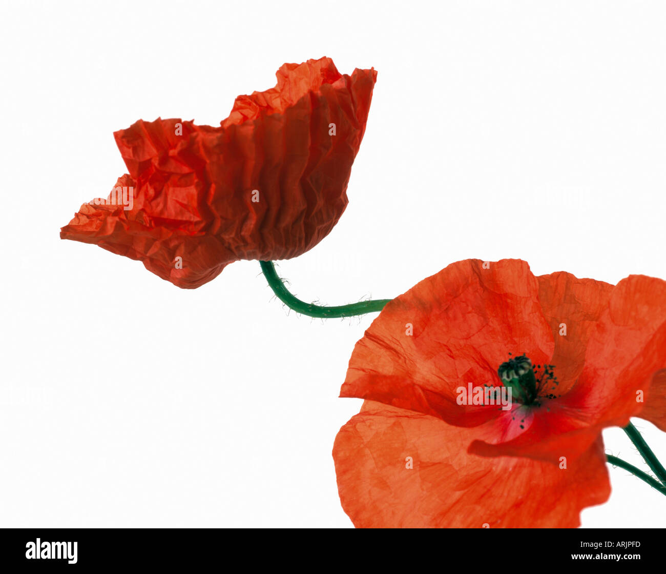 British legion poppy appeal Cut Out Stock Images & Pictures - Alamy