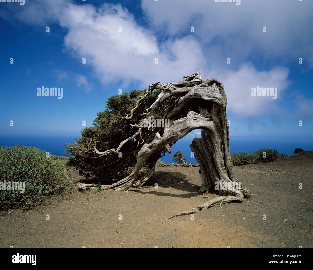 Sabina tree at El Sabinar, El Hierro, Canary Islands, Spain, Europe ...