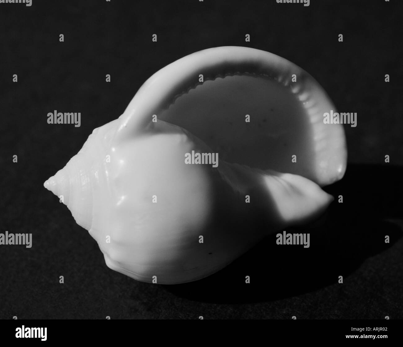 Hard shell creatures Black and White Stock Photos & Images - Alamy