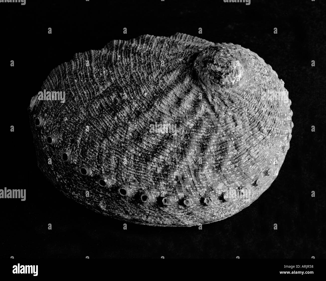 Closeup of the outside of a oyster shell highlighting the contours of ...