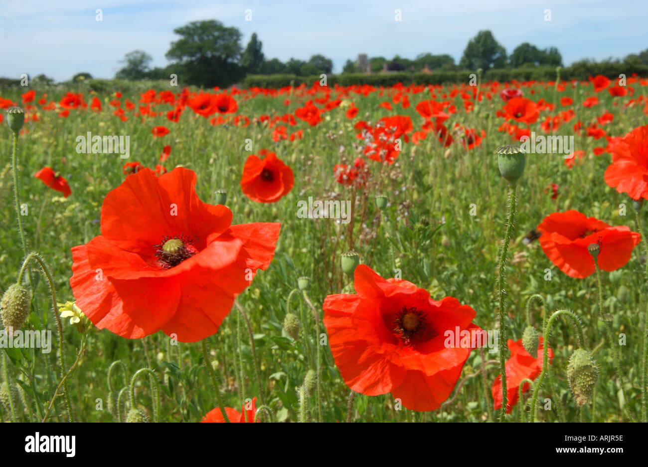 Opium poppy field with trees hi-res stock photography and images - Alamy