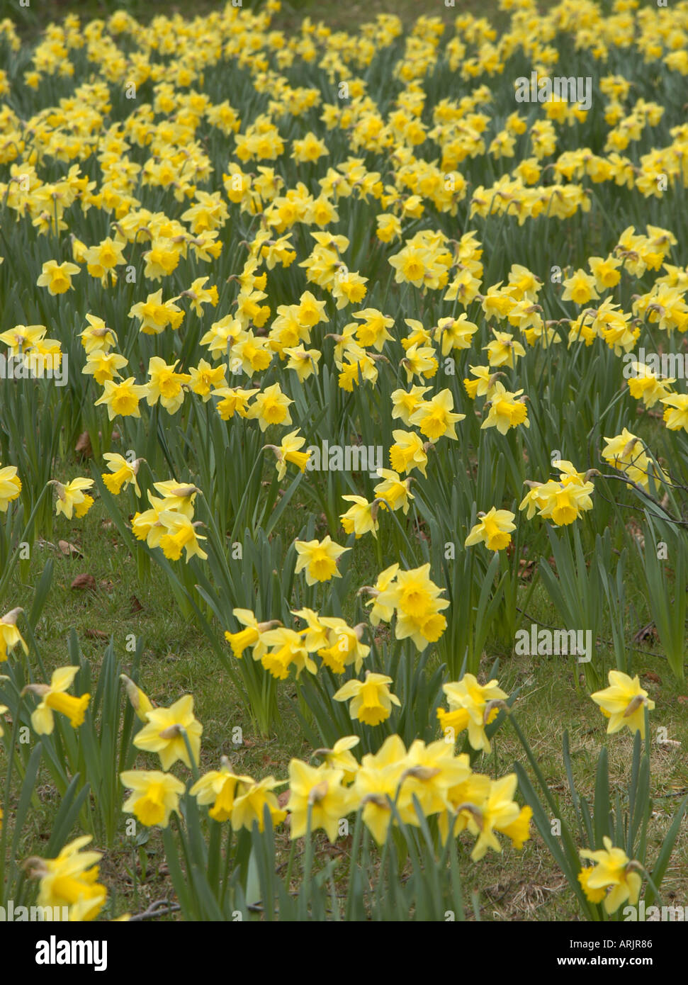 A Field of Daffodils Stock Photo - Alamy