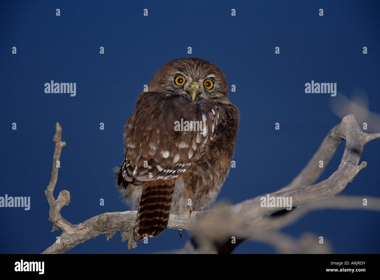 An austral pygmy owl (Glaucidium nanum) sitting on a tree, Torres del ...