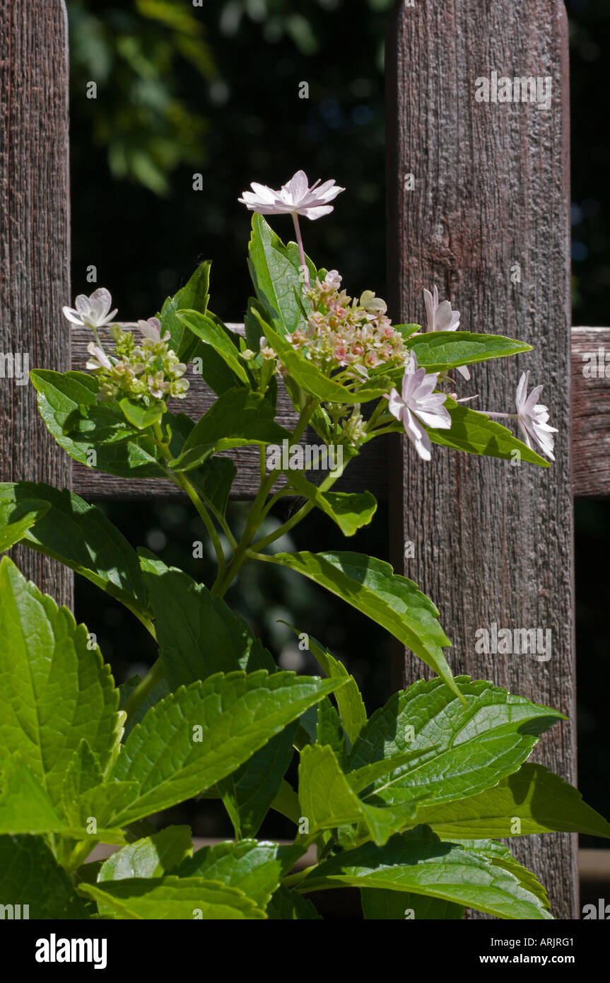 Shooting Star Hydrangea Stock Photo - Alamy
