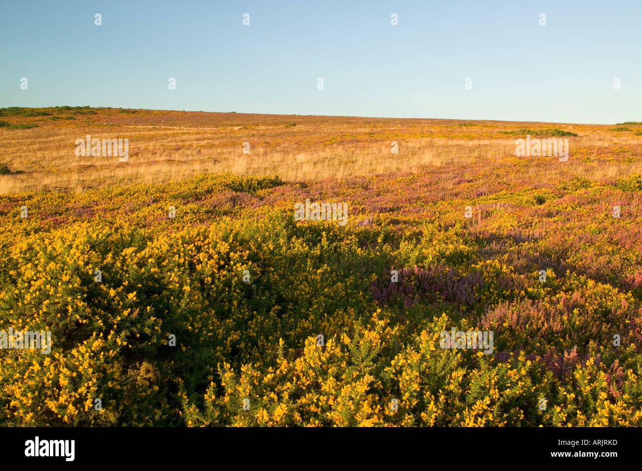 Selworthy beacon england hi-res stock photography and images - Alamy