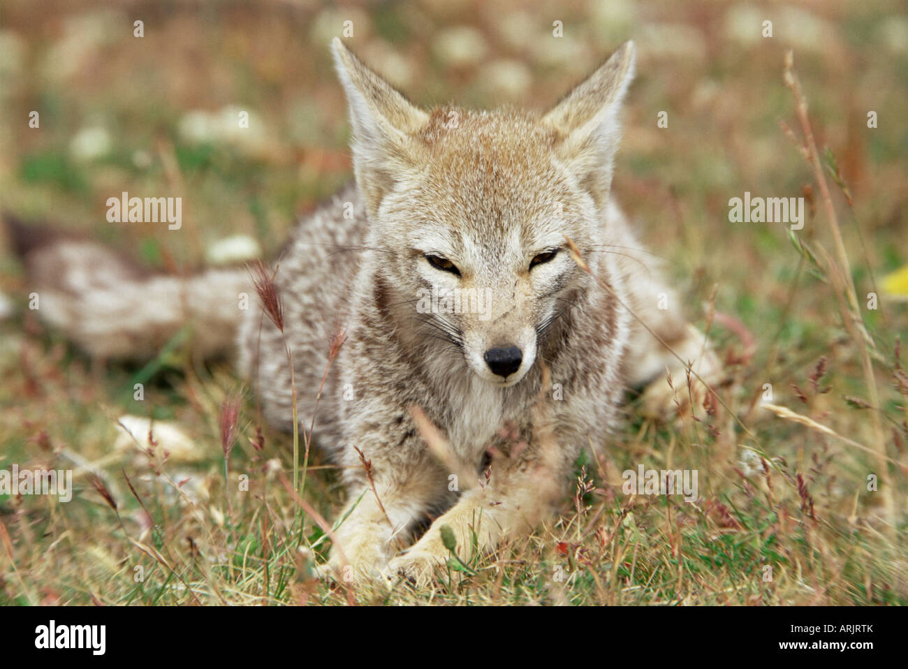 Dusicyon griseus hi-res stock photography and images - Alamy