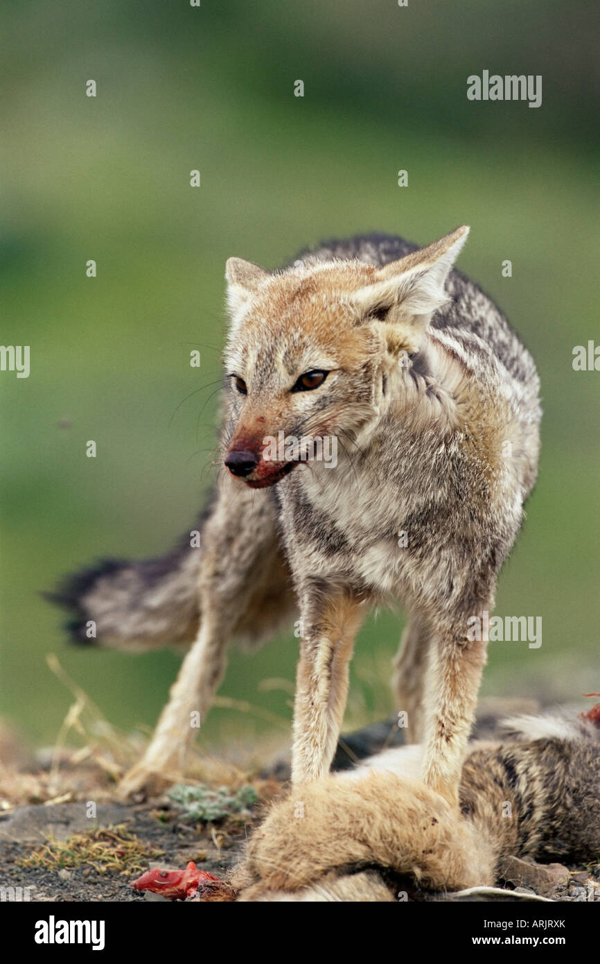 Patagonian grey fox (Dusicyon griseus griseus) defending his killed ...