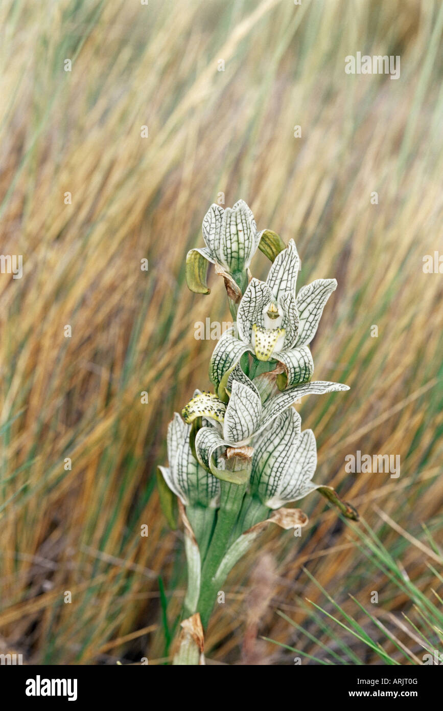 Porcelain orchid (Chloraea Magellanica), Torres del Paine National Park ...