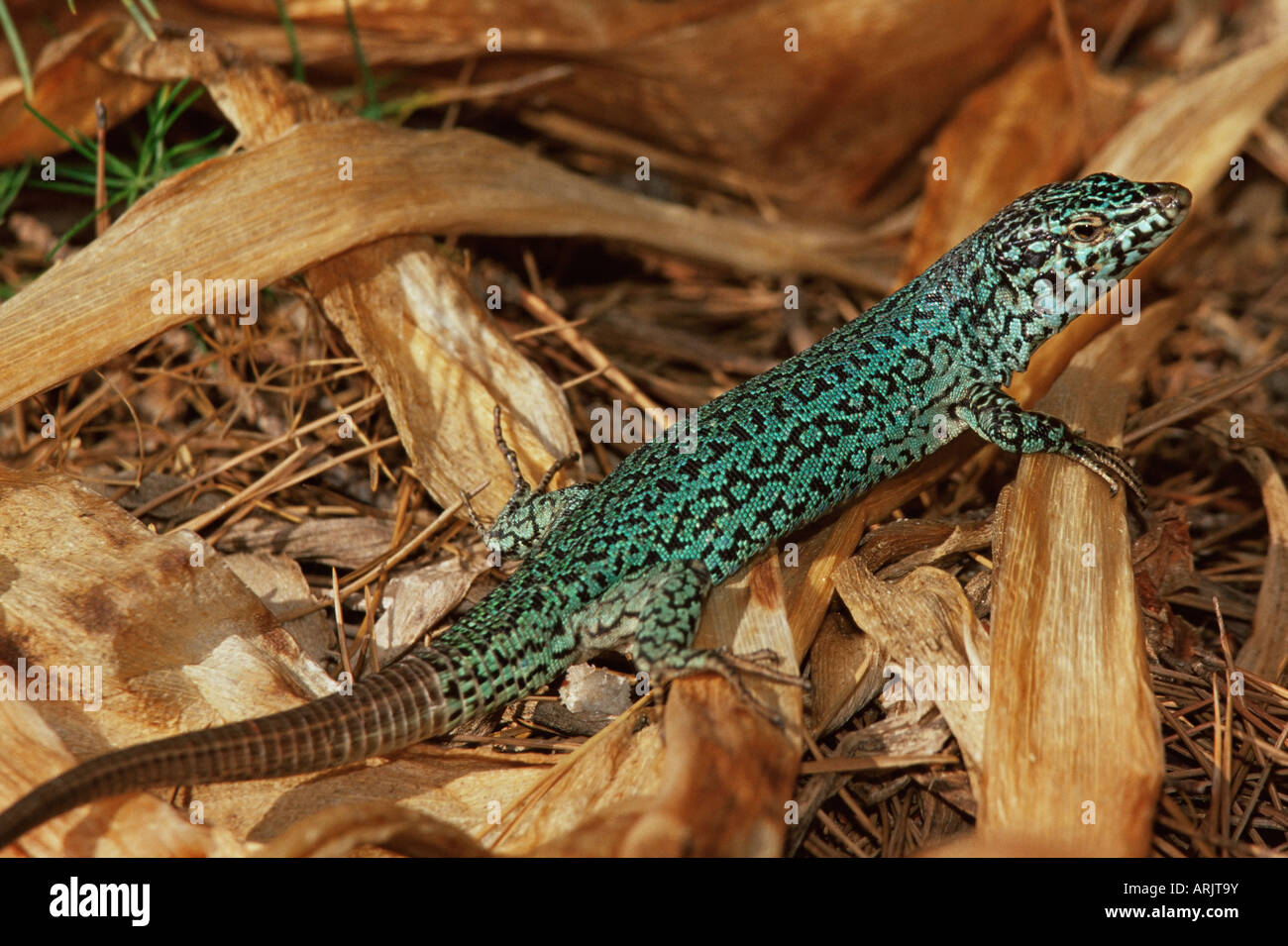 Green lizard (Podarcis pityusensis), Formentera, Balearic Islands ...