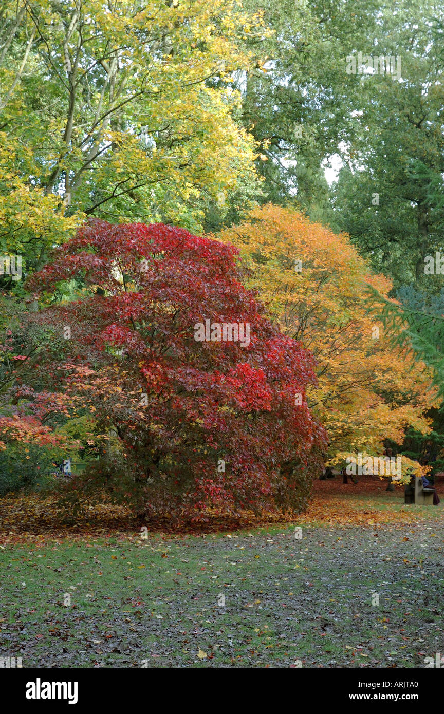Acer Japanese maple tree at the side of a path Stock Photo - Alamy
