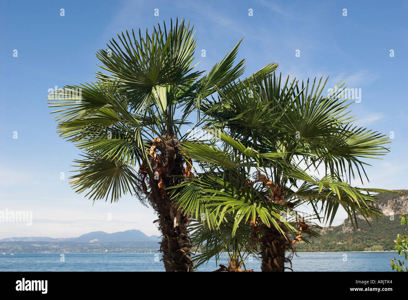 Palm tree next lake hi-res stock photography and images - Alamy