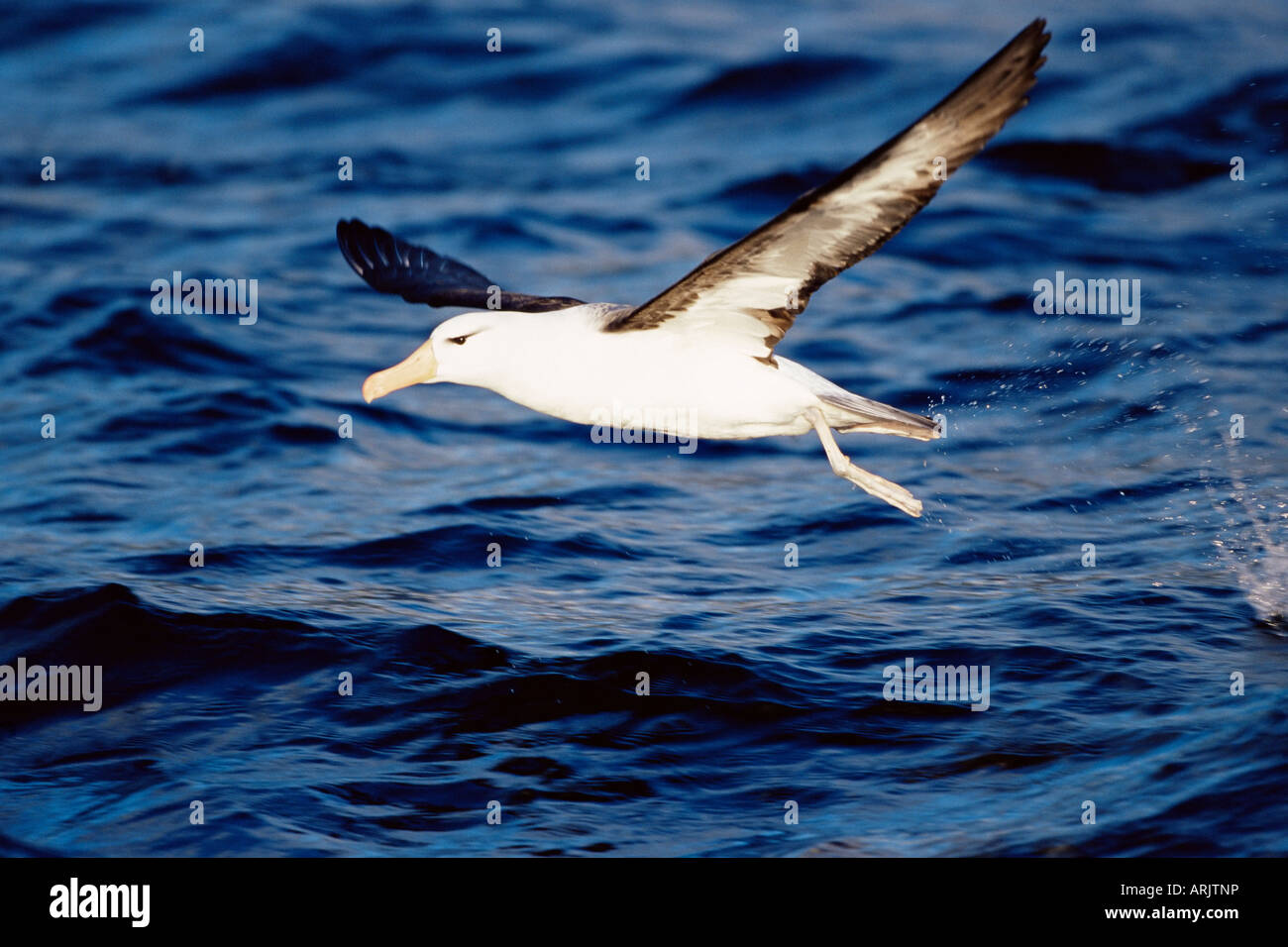 Black-browed albatross flying, Francisco Coloane Marine Reserve ...