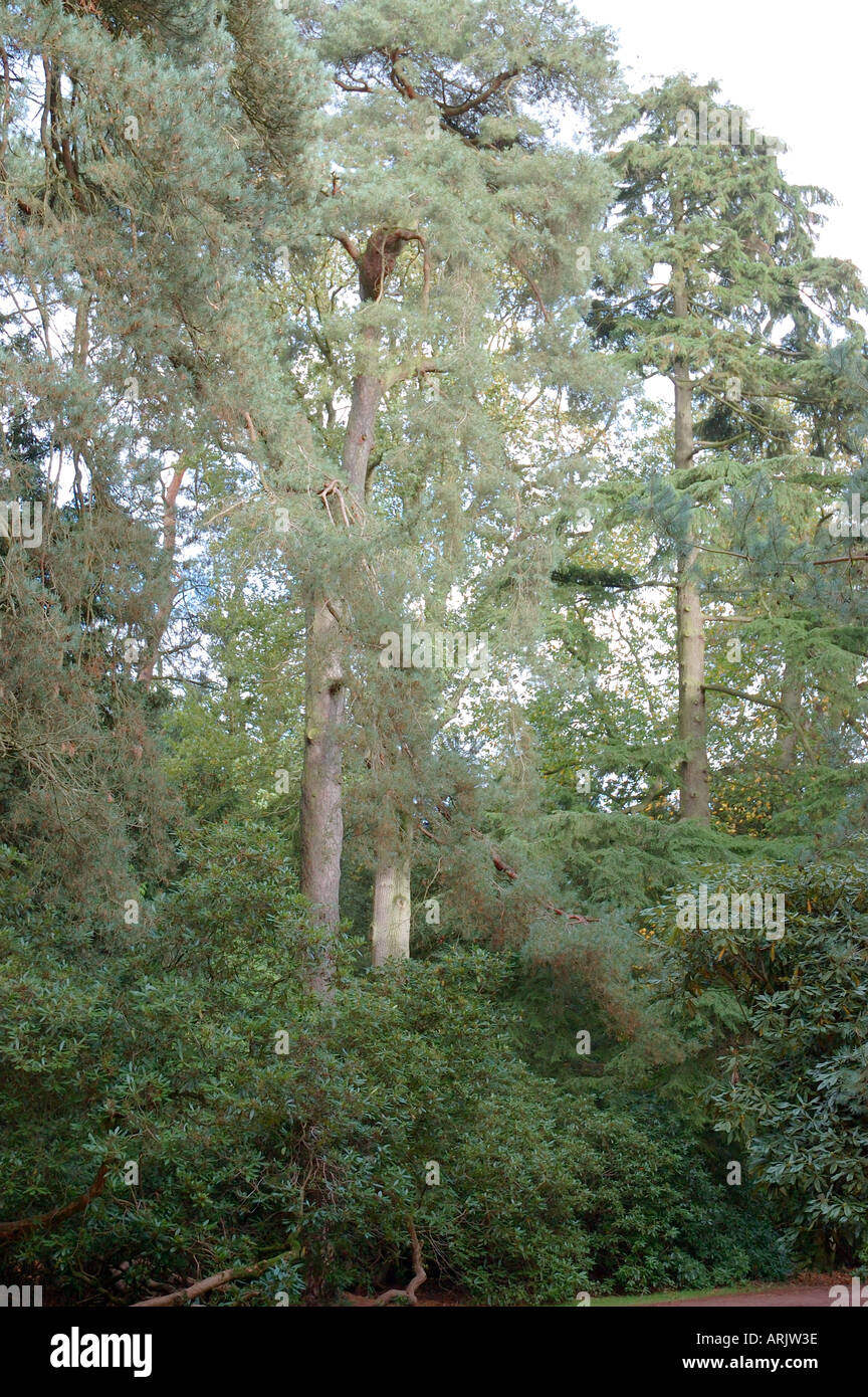 Arboretum of trees hi-res stock photography and images - Alamy