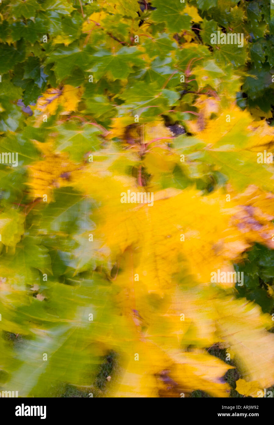 Leaves sway in wind hi-res stock photography and images - Alamy
