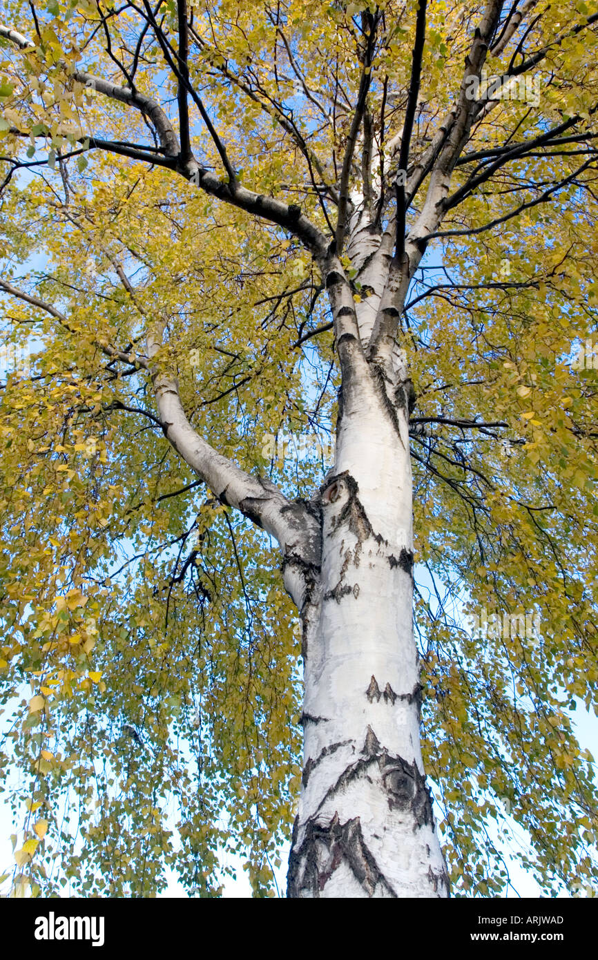 Top of a birch tree , Finland Stock Photo - Alamy