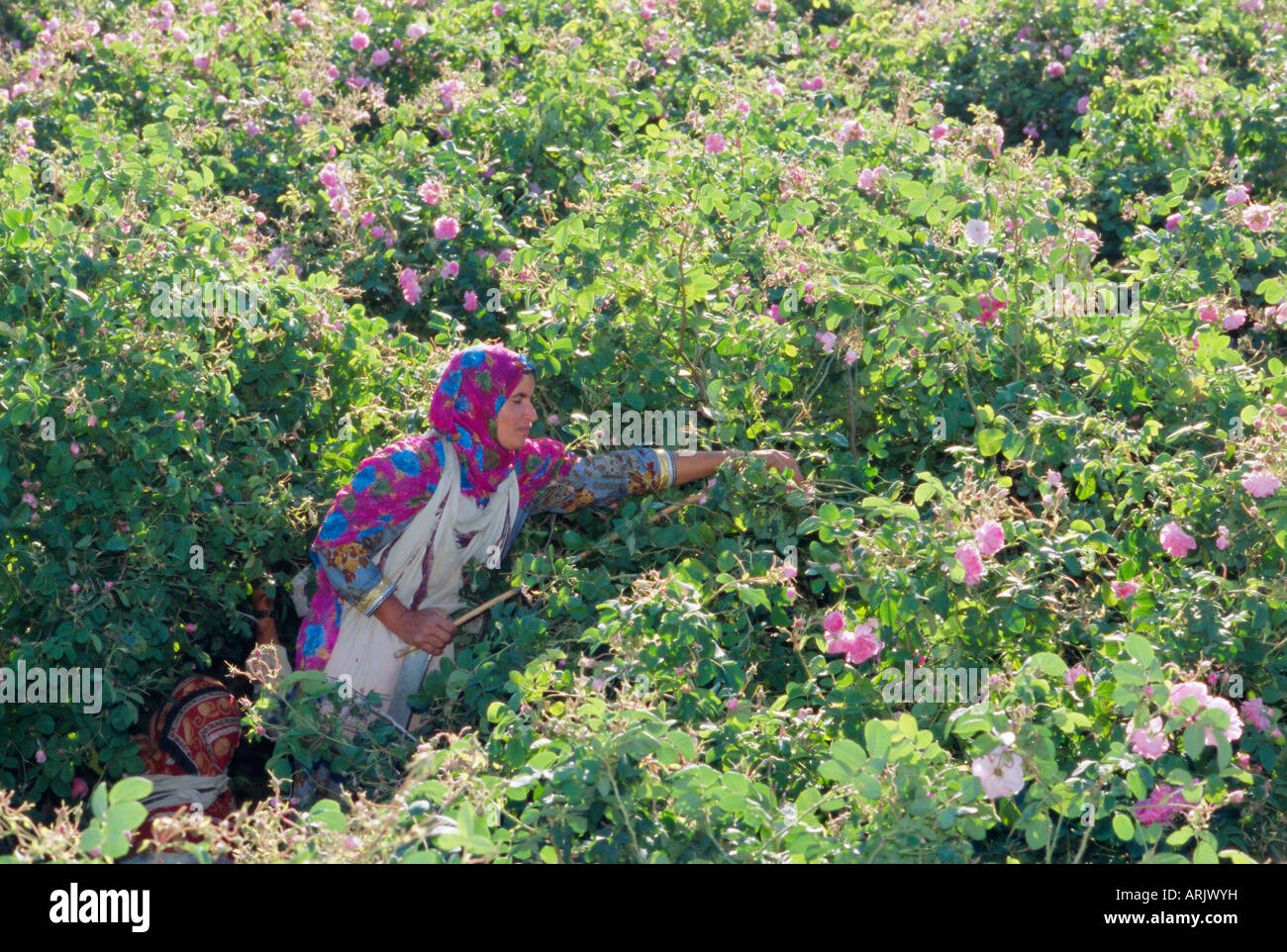 Woman picking cultivated roses, Al Ain, Oman, Middle East Stock Photo ...
