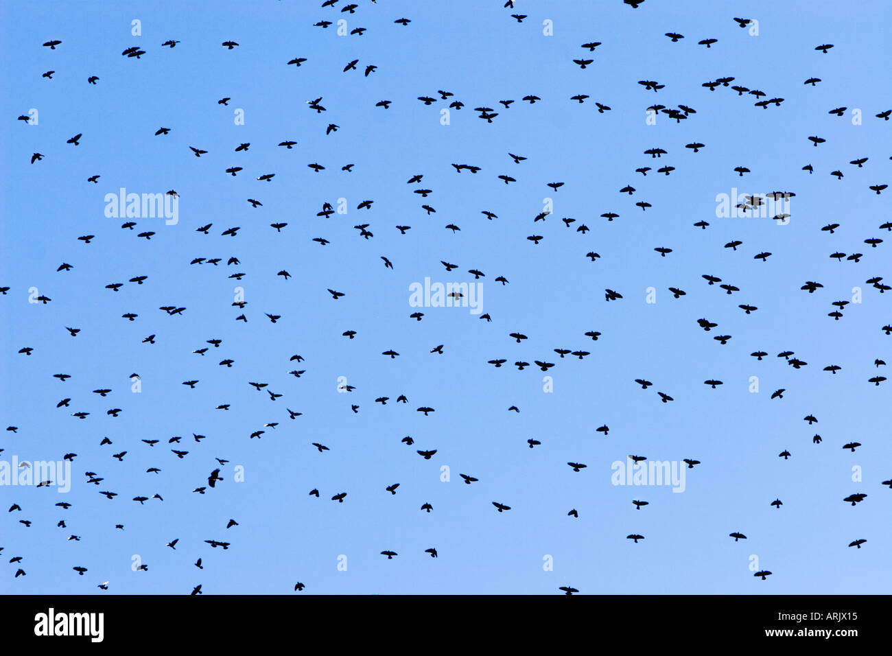 Lots of crows hi-res stock photography and images - Alamy