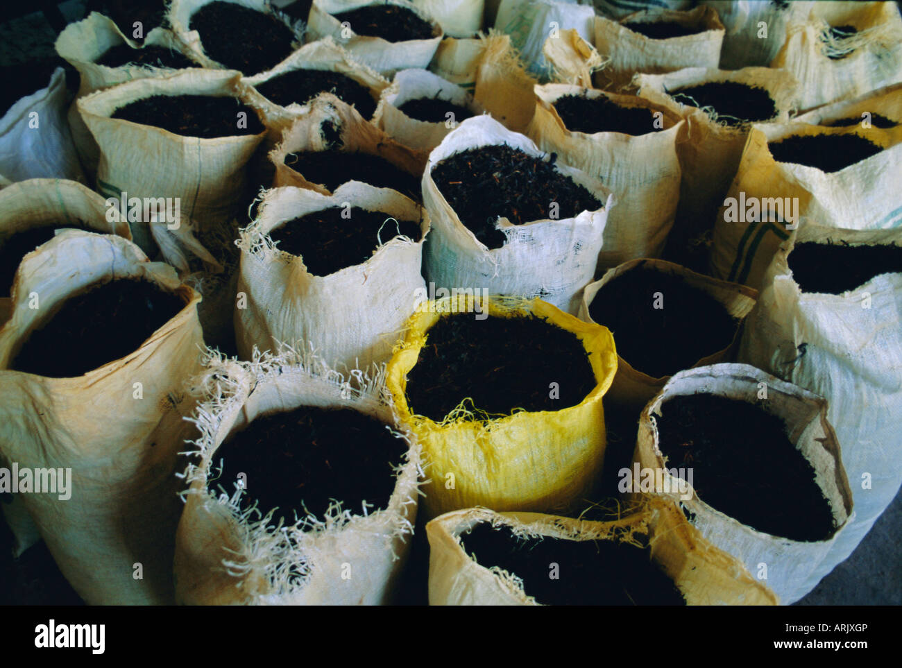 Sacks of tea, Melfort Tea Factory, Nuwara-Eliya region, Sri Lanka Stock ...