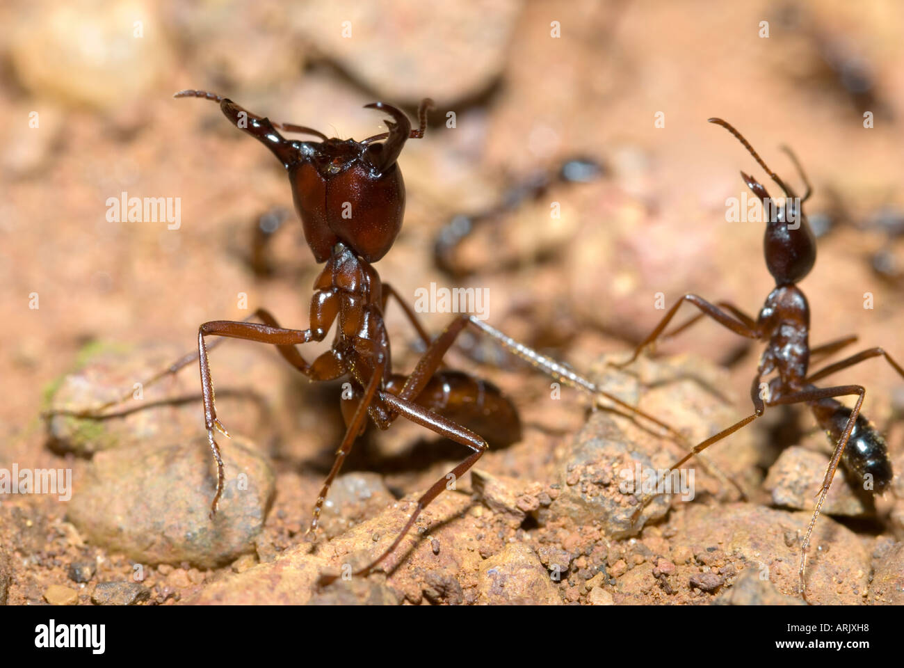 Safari ants driver ants hi-res stock photography and images - Alamy