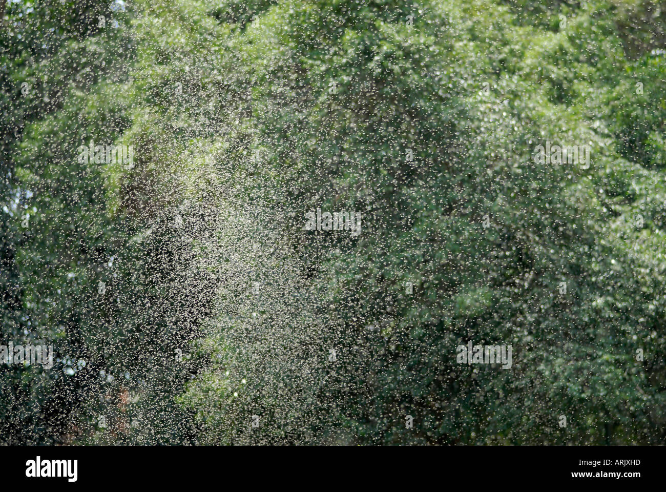 lake fly, Chaoborus edulis Swarms of midges or 'lake flies' on the ...