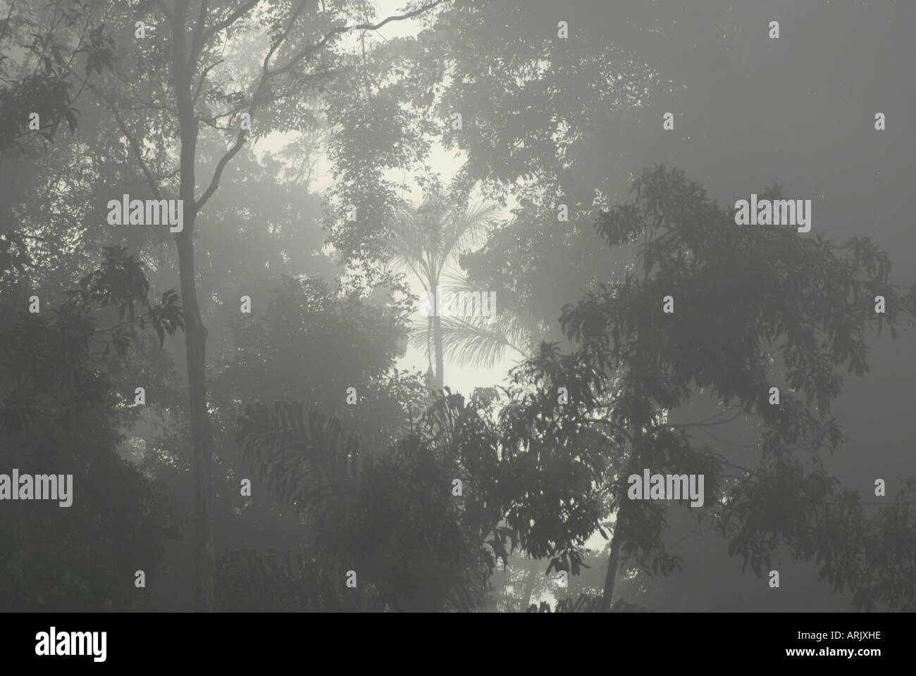 Misty rainforest at dawn. Pacaya-Samiria National Reserve, Loreto, Peru ...