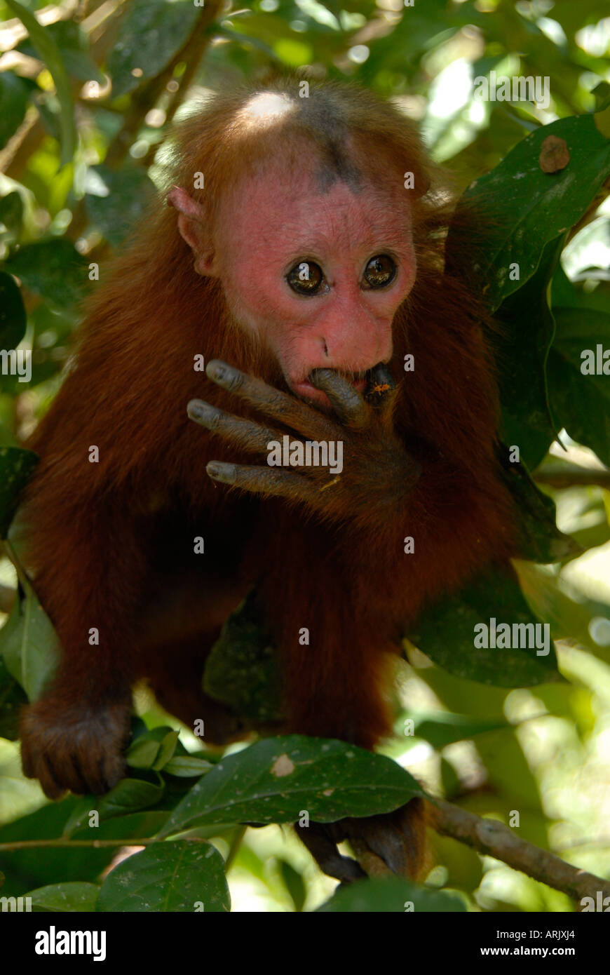 RED UAKARI young Cacajao calvus ucayalii Amazon rainforest, Peru ...