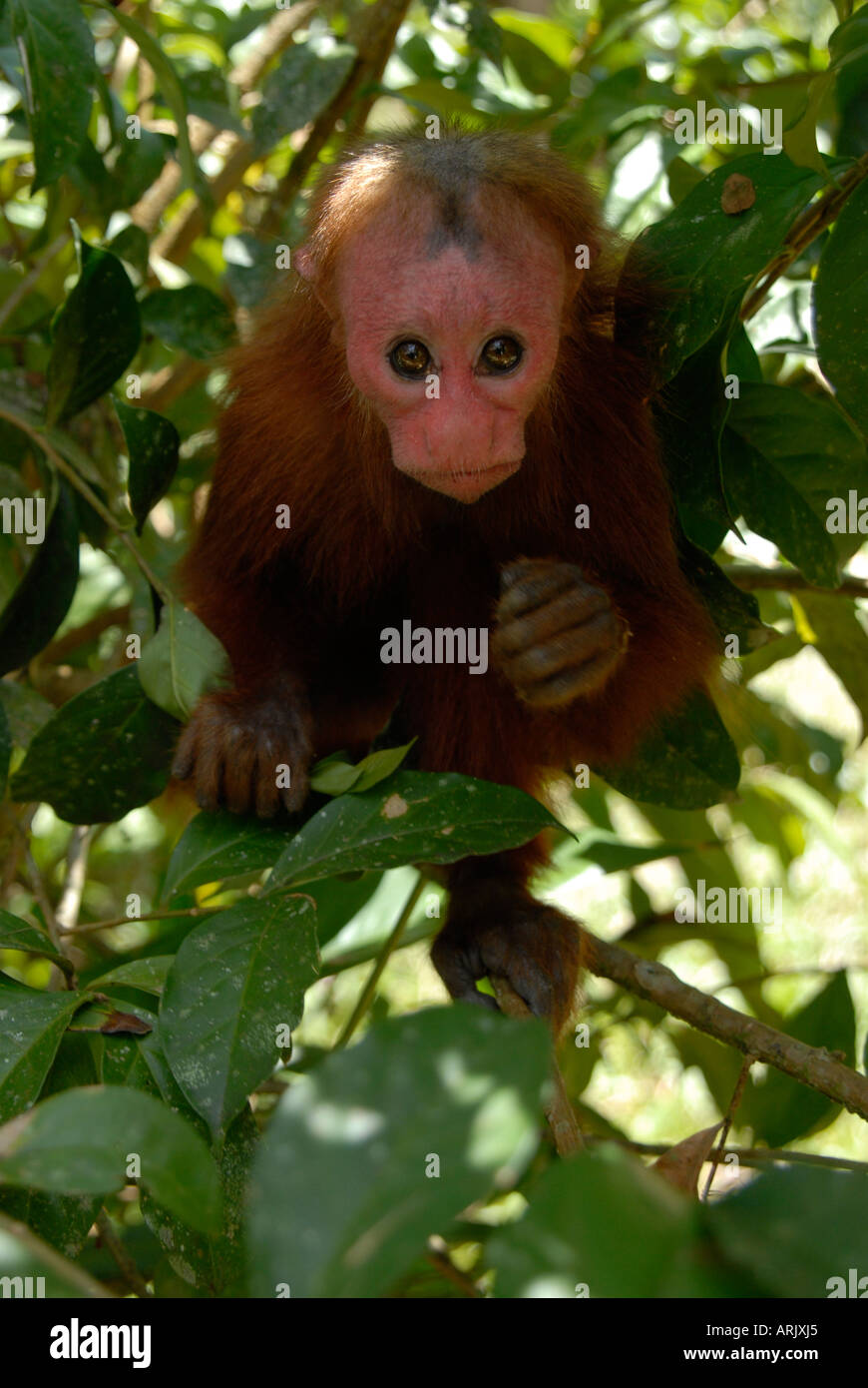 RED UAKARI young Cacajao calvus ucayalii Amazon rainforest, Peru ...