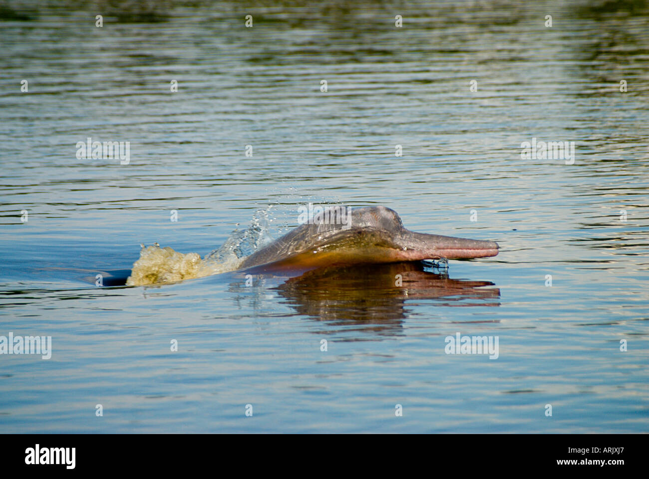 Pink dolphin peru hi-res stock photography and images - Alamy
