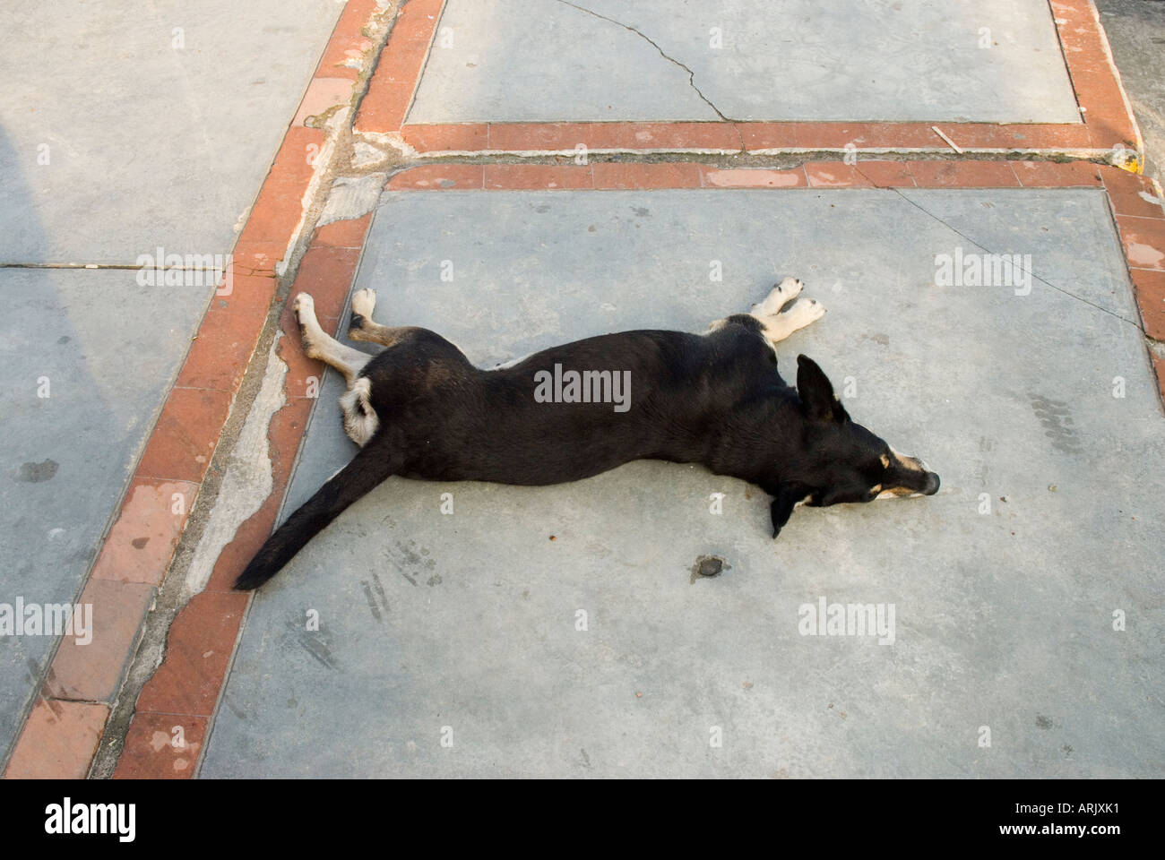 Stray dog sleeping on the streets of Iquitos, Amazonian Peru Stock ...
