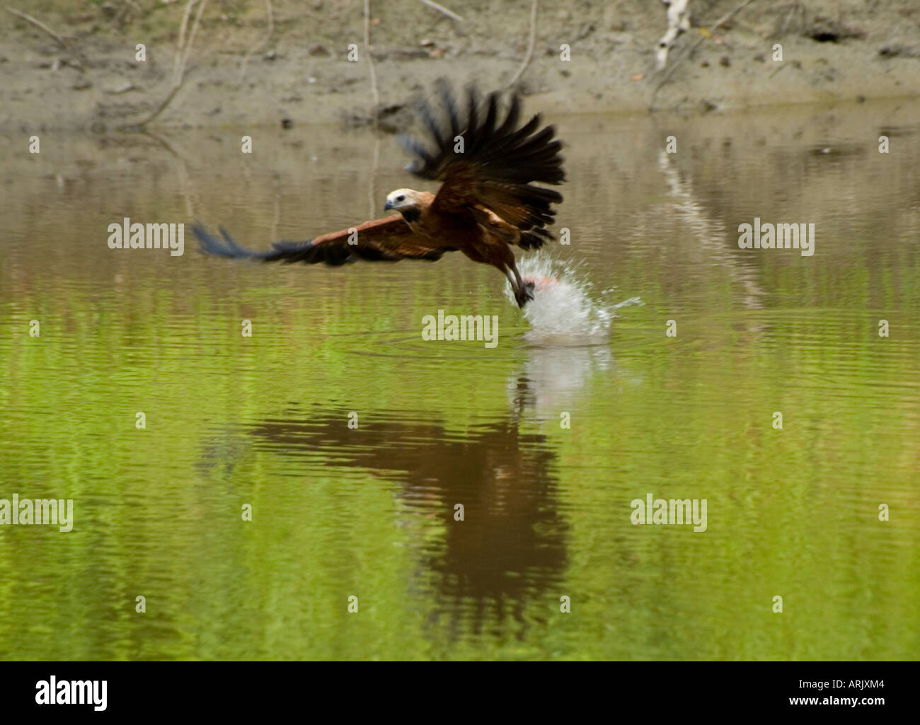 Hawk catching fish hi-res stock photography and images - Alamy