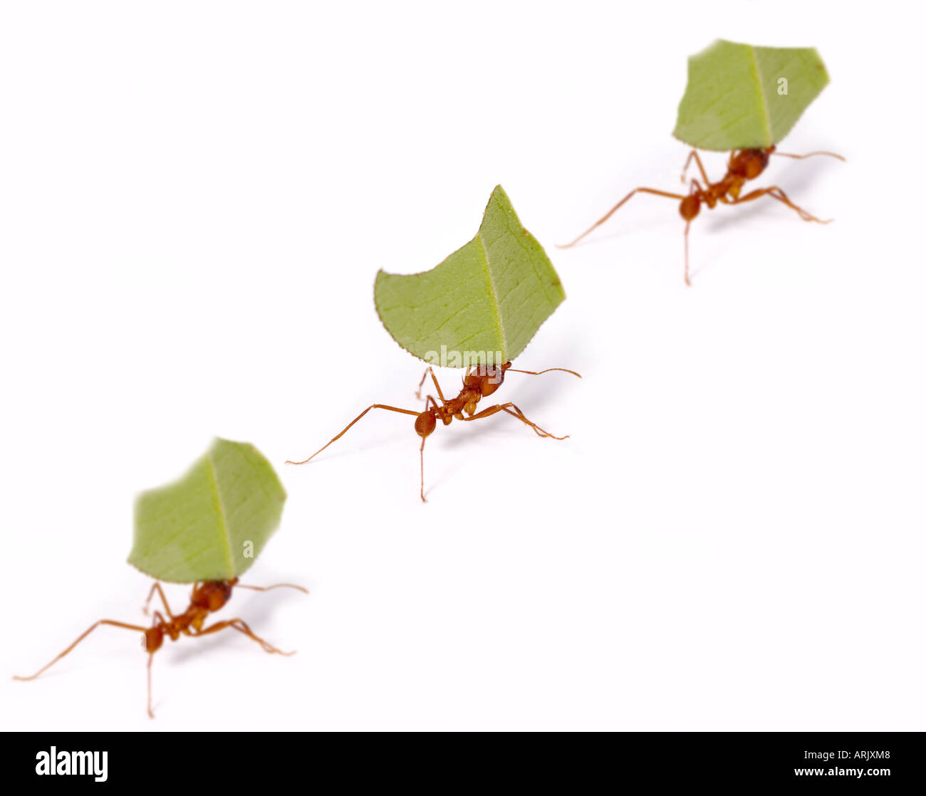 Leaf cutter ants Cut Out Stock Images & Pictures - Alamy