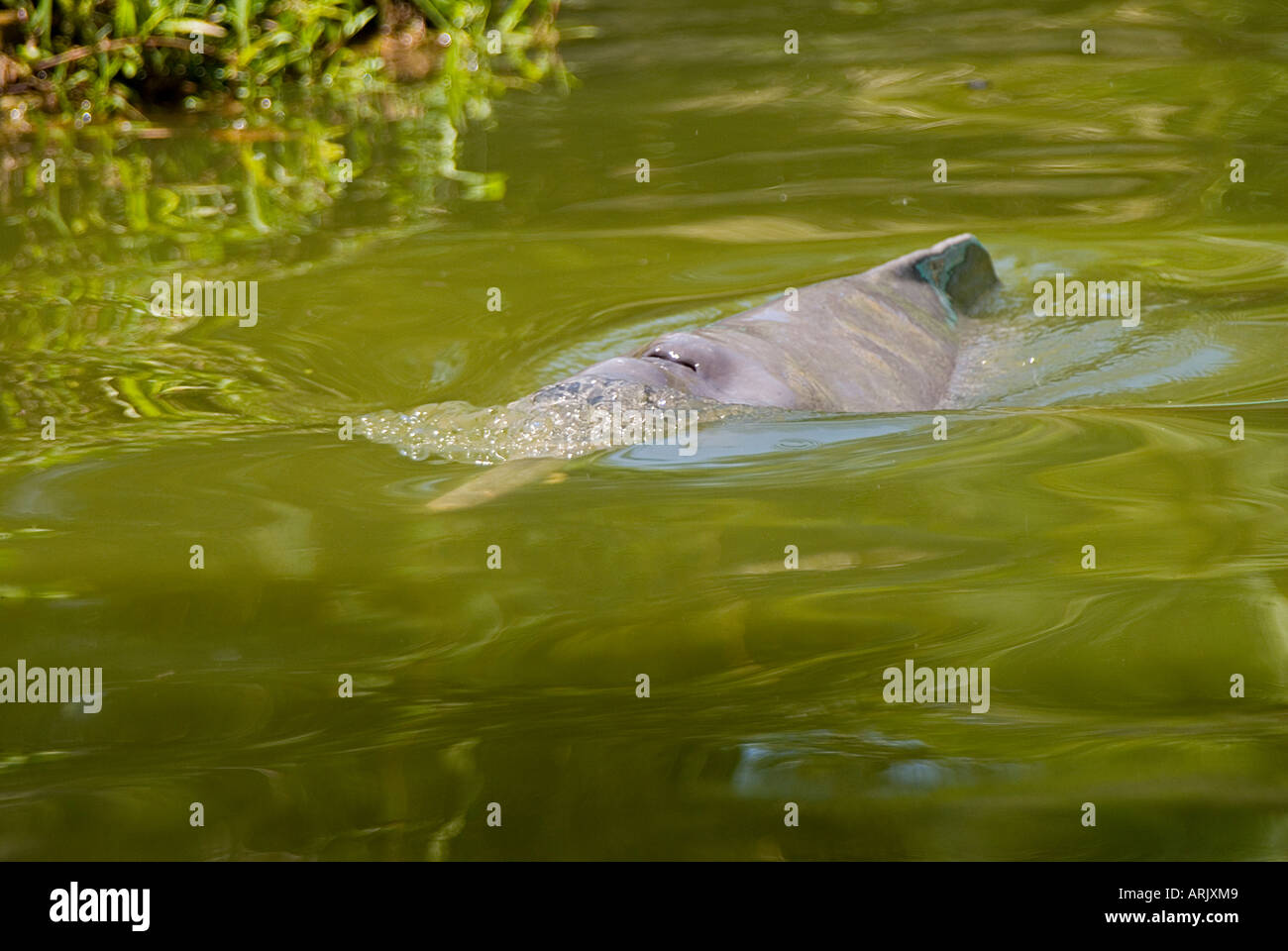 Boto river dolphin hi-res stock photography and images - Alamy