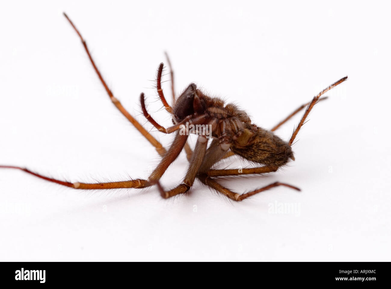 Dead HOUSE SPIDER Tegenaria domestica Stock Photo - Alamy