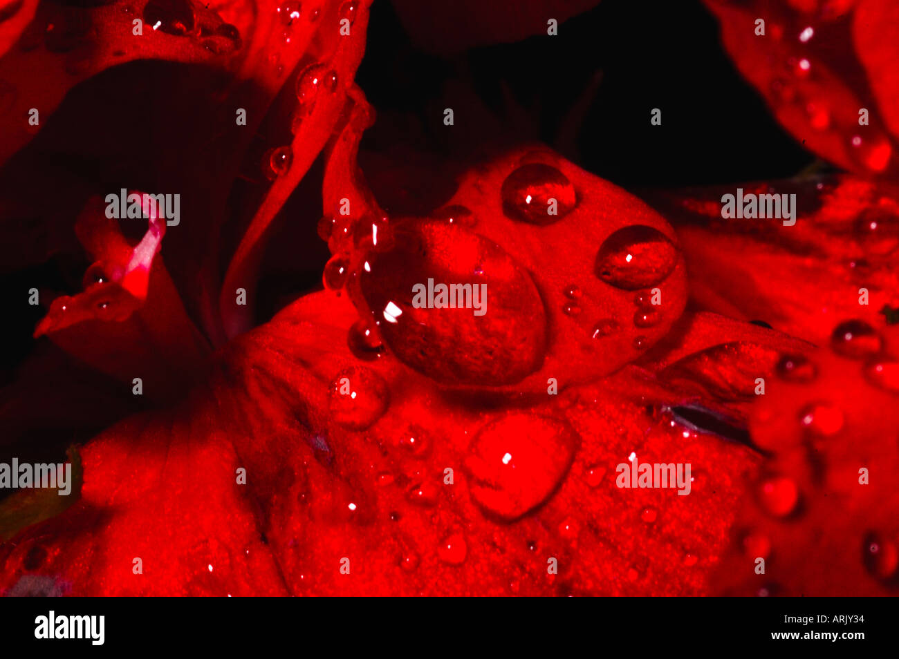 Water Droplets on Blood Red Stock Photo - Alamy
