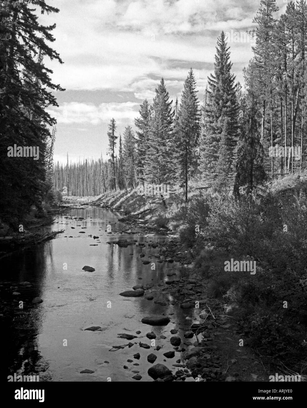 Stream running through Glacier National Park in Montana Stock Photo - Alamy